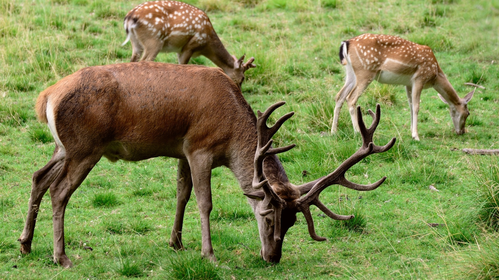 Herkauwers | Dierenartsenpraktijk De Eggel